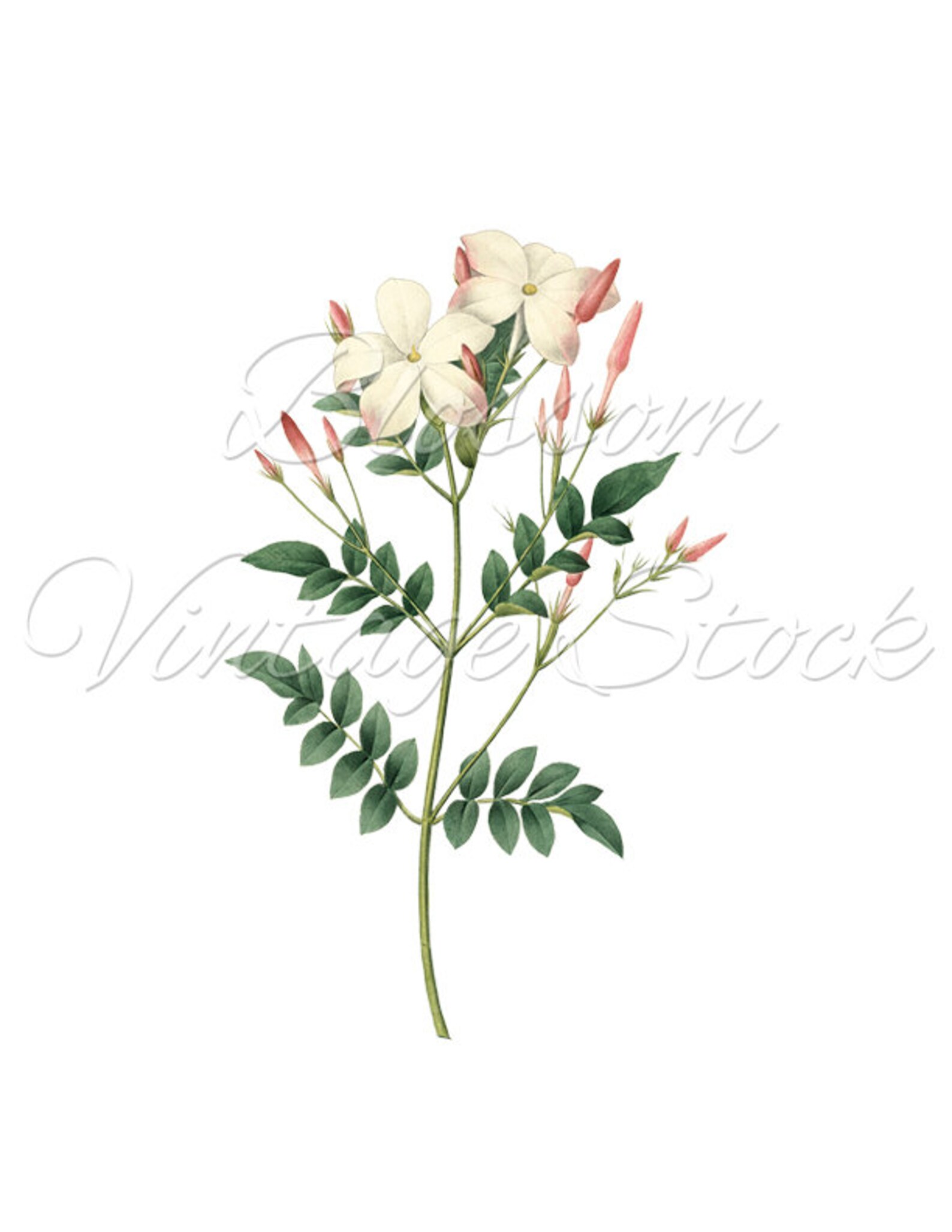 Jasmine Botanical Print Jasmine Printable Art Botanical - Etsy