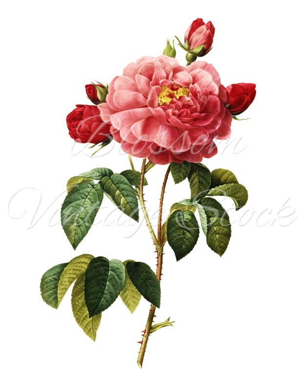 Pink Rose Printable Art Antique Illustration INSTANT | Etsy