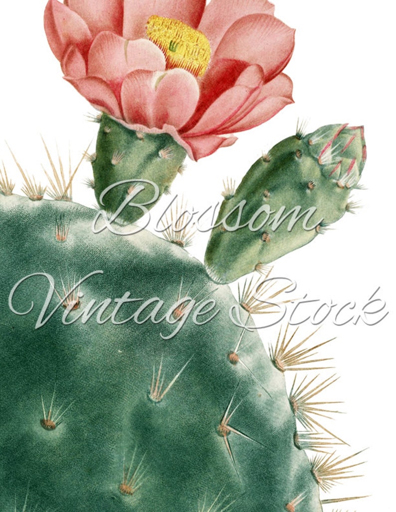 Cacti Printable Wall Art Botanical Print Instant Download | Etsy