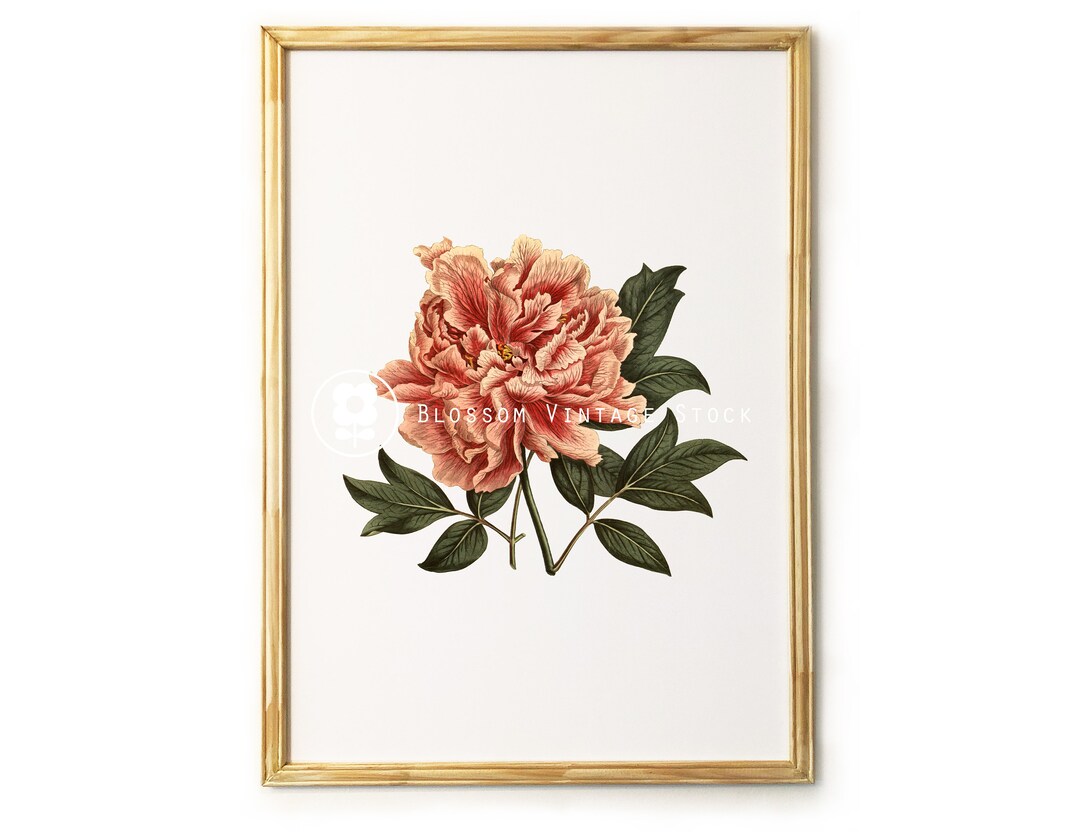 Peony Printable Art Vintage Flower Digital Image, Botanical Vintage ...