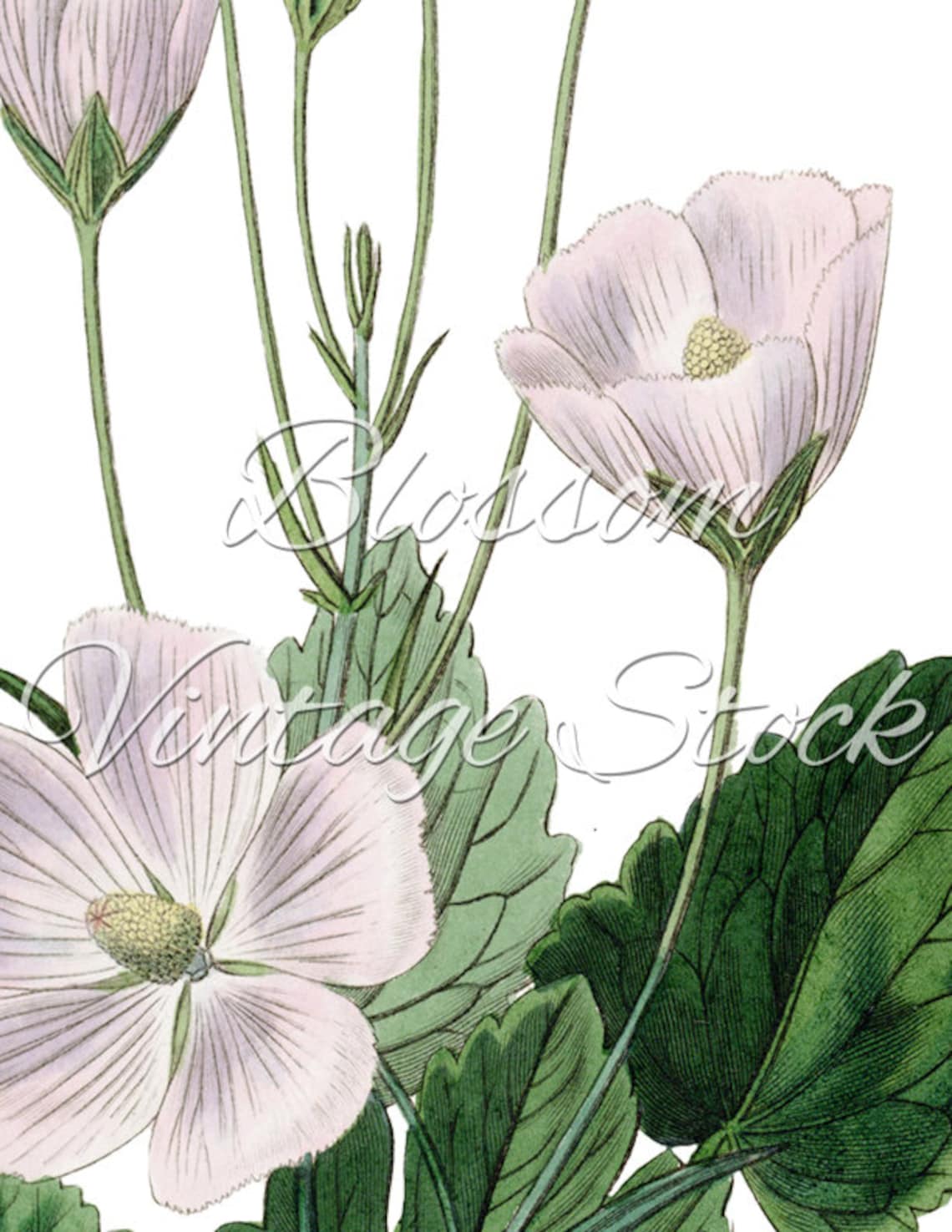 Flower Botanical Printable Art Vintage Botanical antique | Etsy