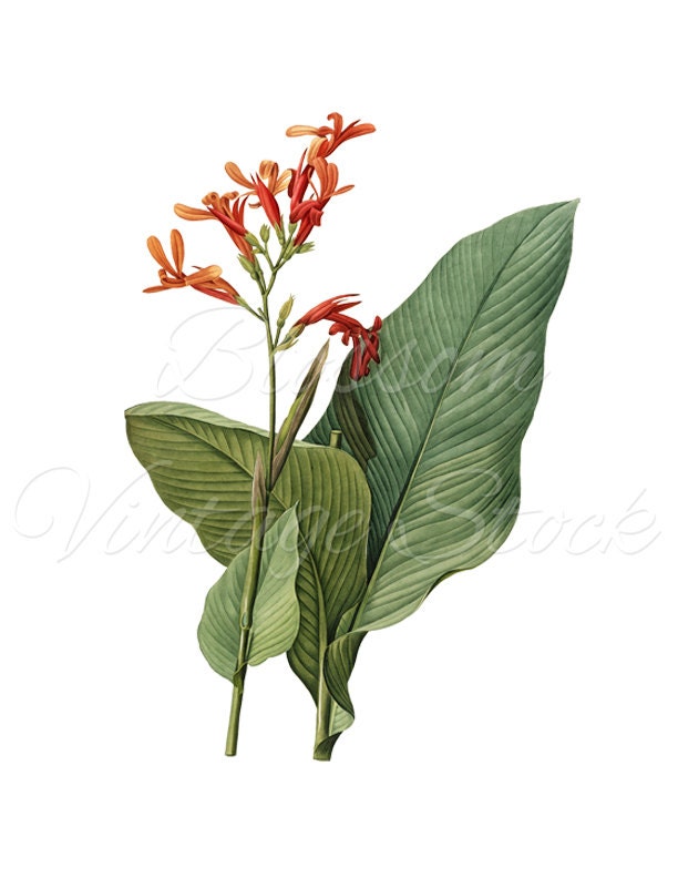 Botanical Wall Art Printable Instant Download Botanical Print | Etsy