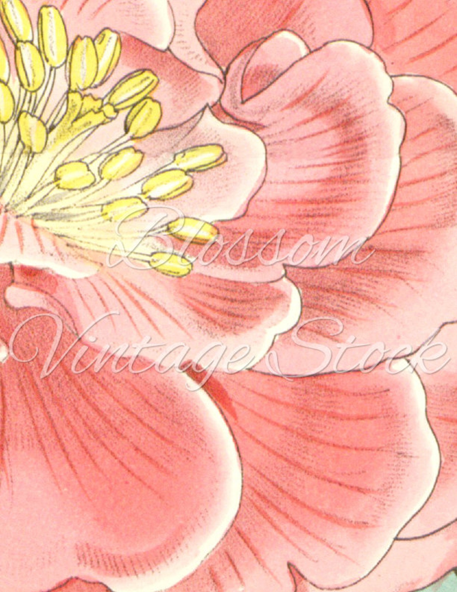 Pink Flower Print Vintage Flower Wall Art Flower | Etsy