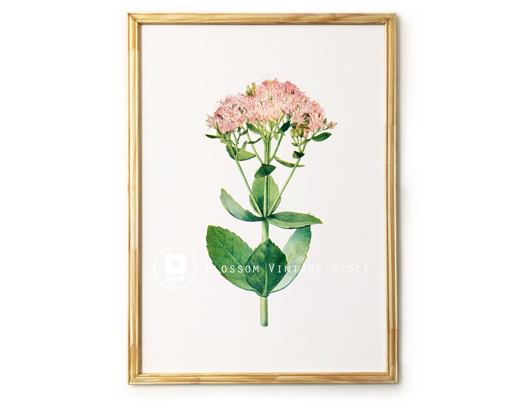 Vintage Botanical Print, Pink Flower Botanical Illustration, Flower ...