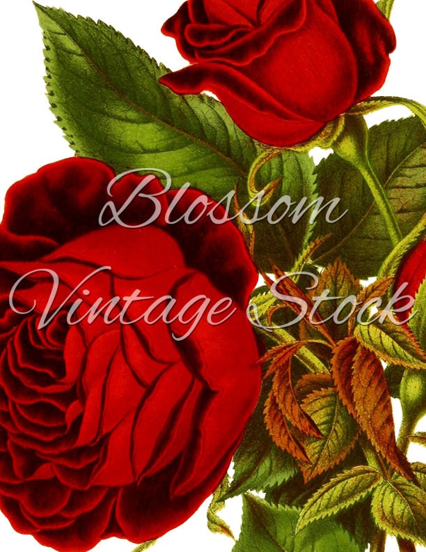 Red Rose Print Printable Art Antique Rose Antique Rose | Etsy