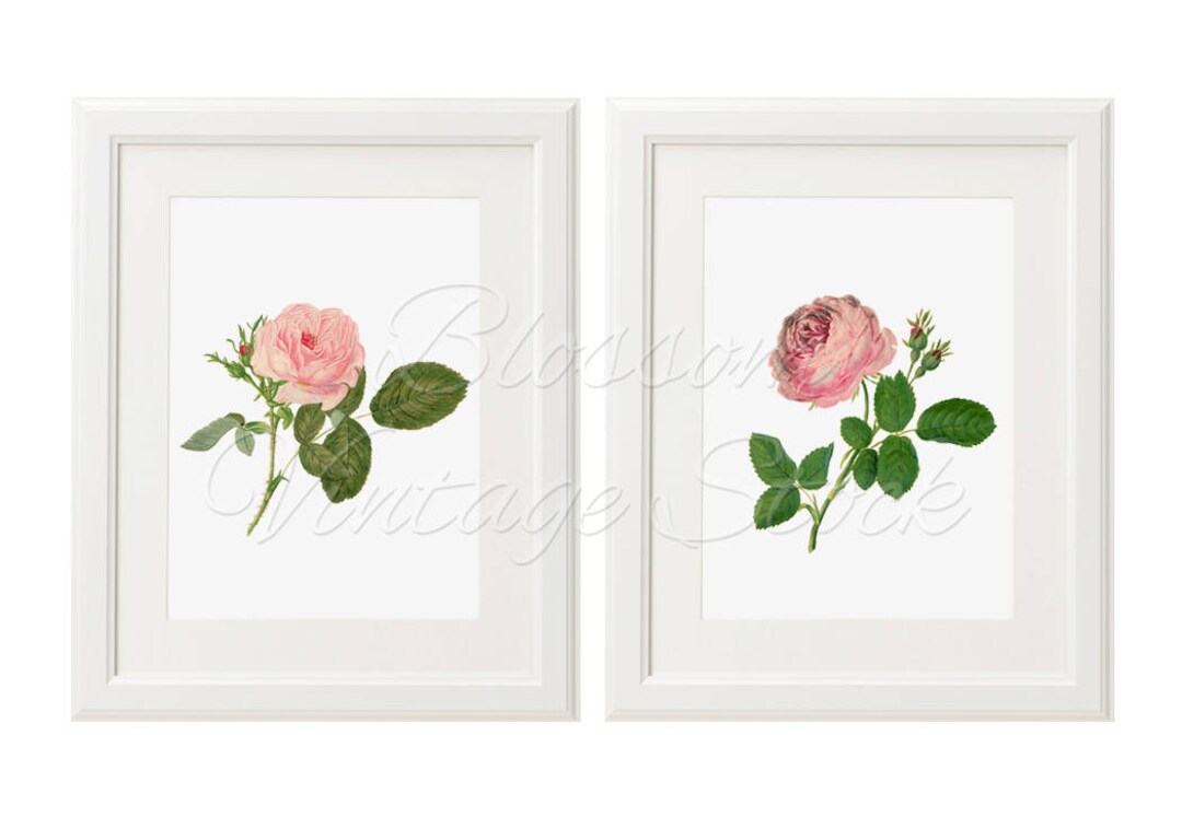 Pink Rose Print, Wall Art, Botanical Printable Art, Vintage Roses ...