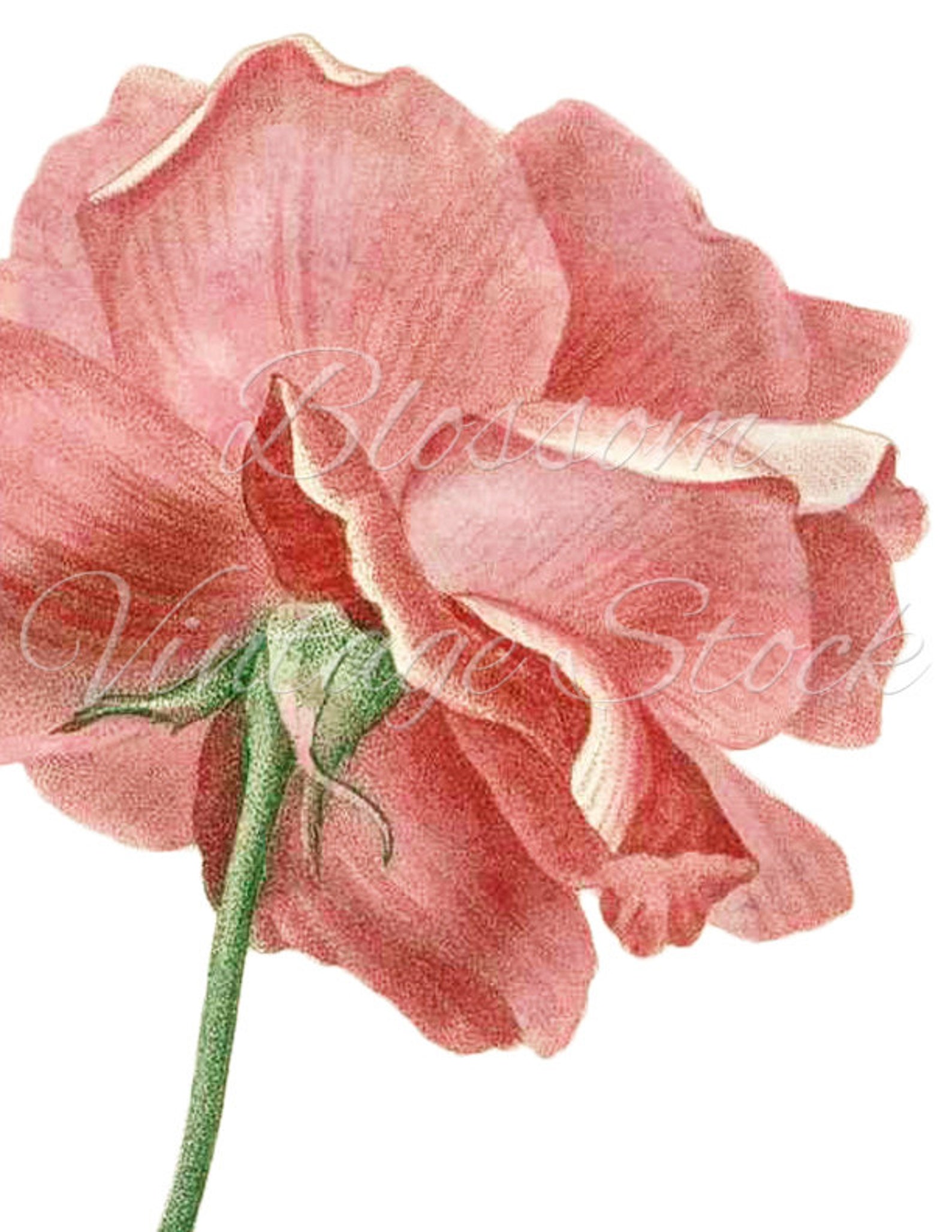 Pink Rose Prints Printable Art Shabby Chic Rose Vintage | Etsy