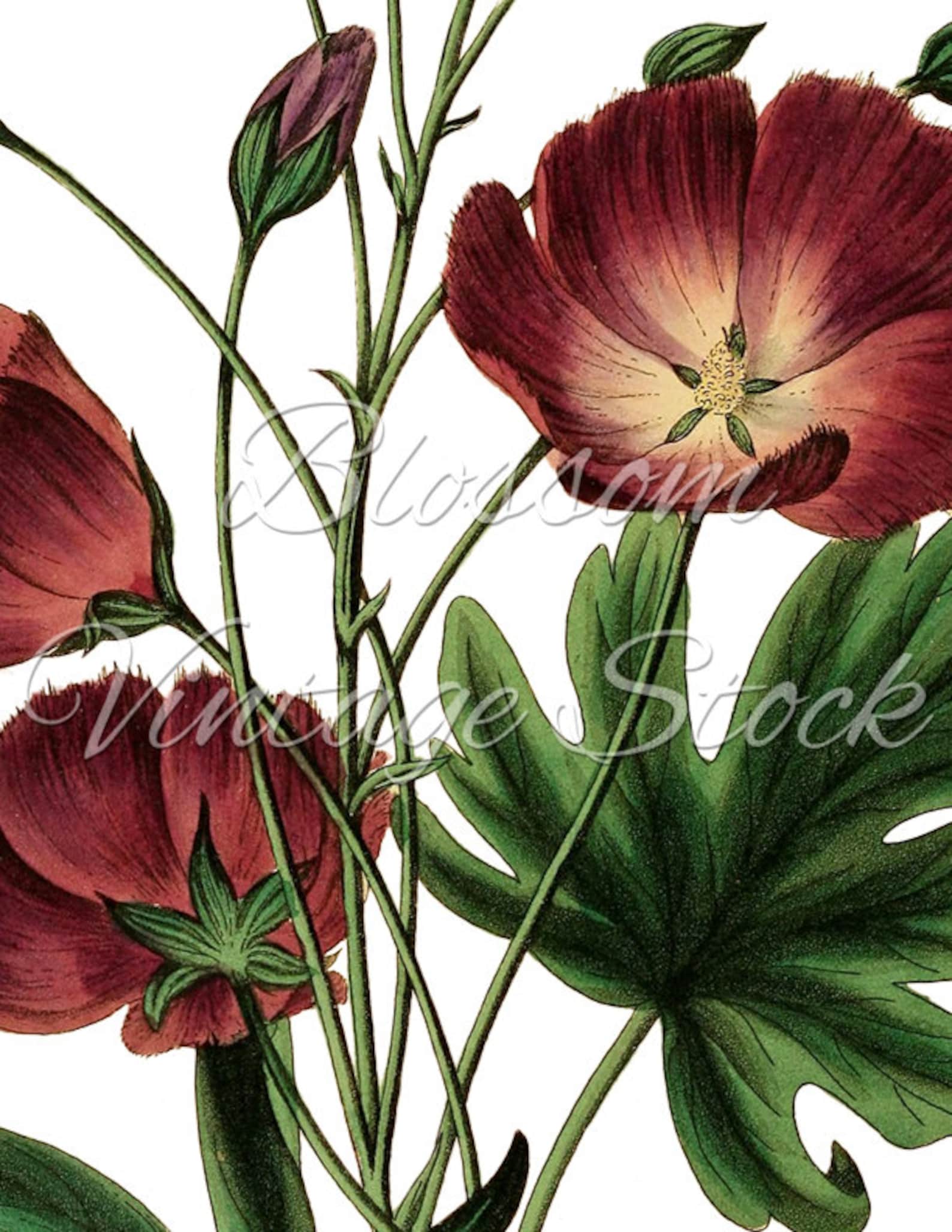 Maroon Flower Botanical Illustration Dark Red Flower Vintage | Etsy