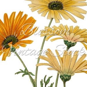 Orange Flower Print Vintage Flower Print Floral Print - Etsy