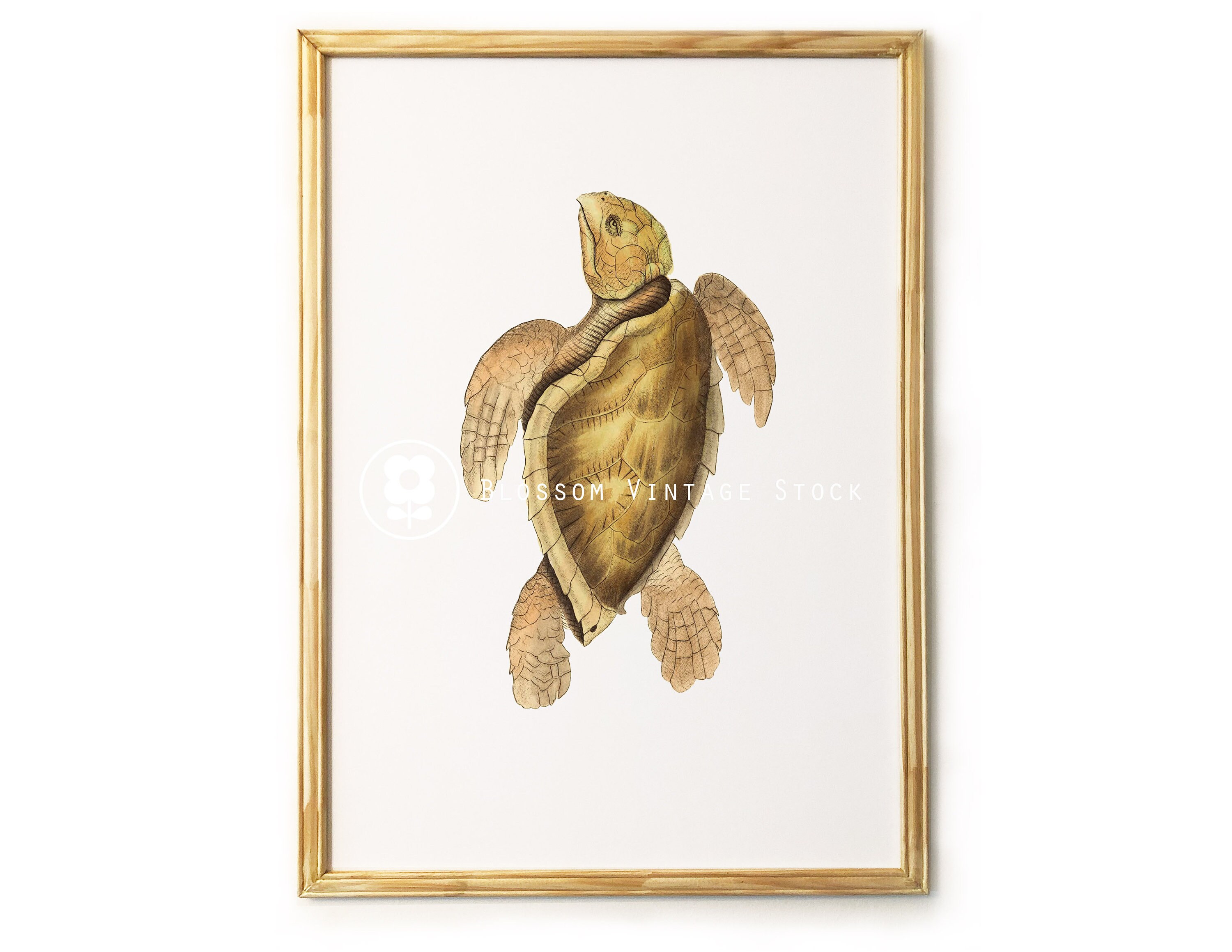 Vintage Sea Turtle Printable Art Turtle Antique Illustration | Etsy