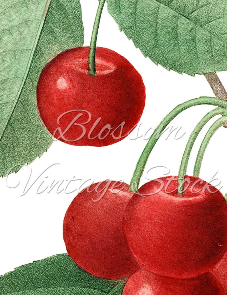 Cherry Print Cherry wall art Vintage Cherries Illustration | Etsy