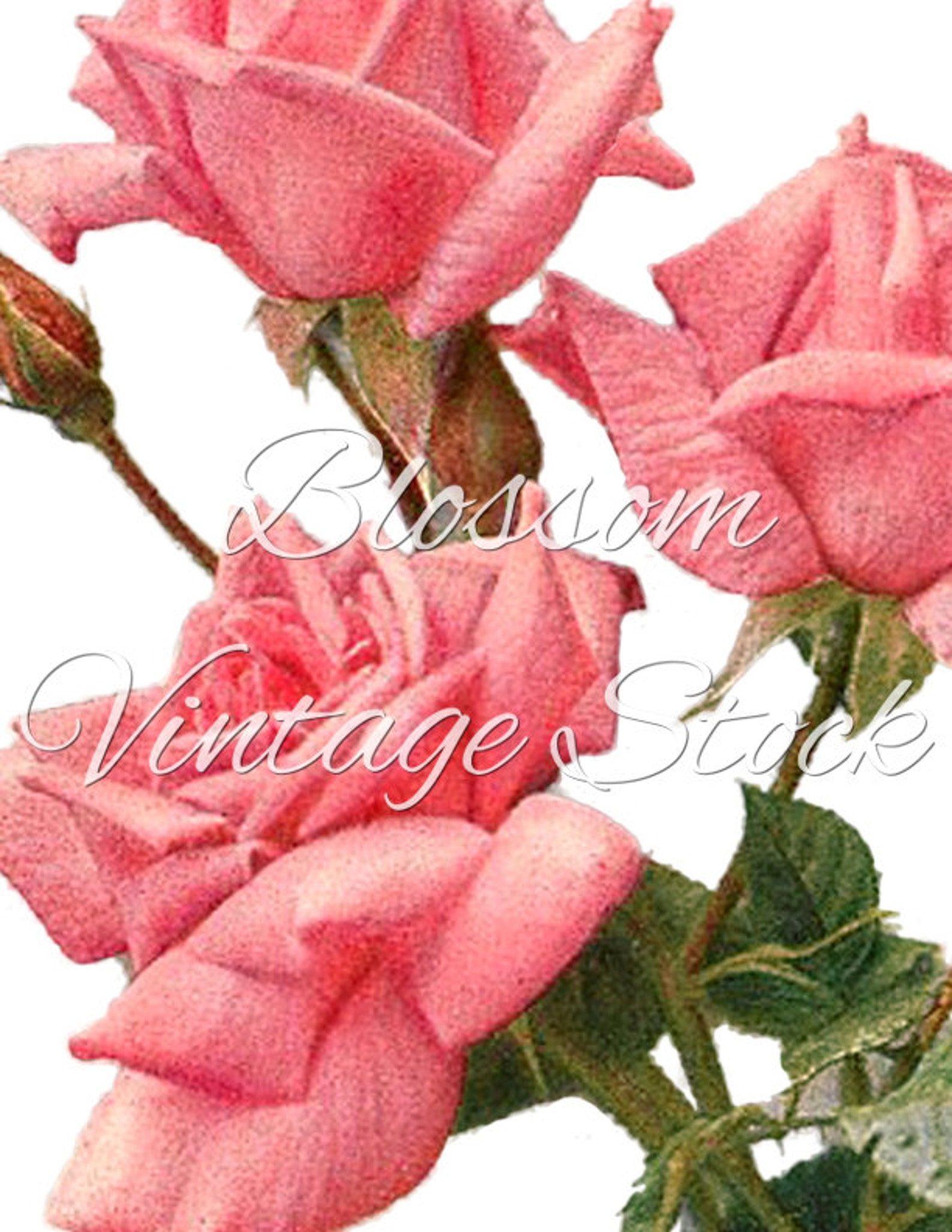 Vintage Roses Clipart Shabby Chic Roses Pink Flower Digital | Etsy