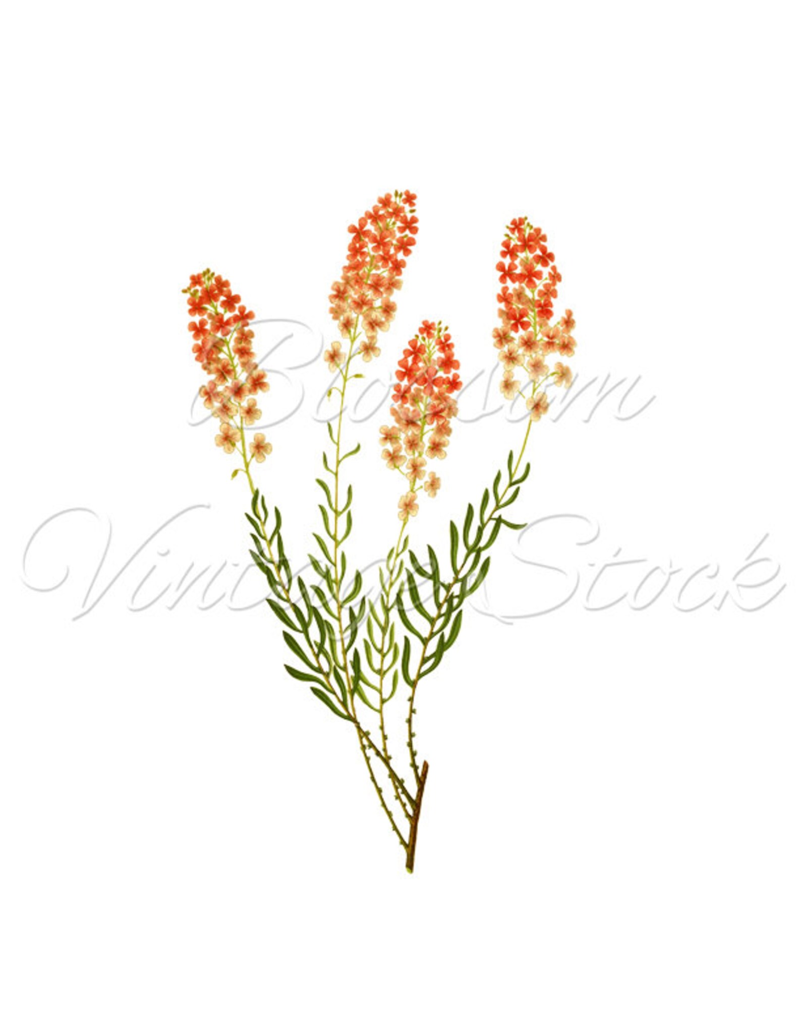 Peach Flowers Botanical Printable Set INSTANT DOWNLOAD Digital | Etsy