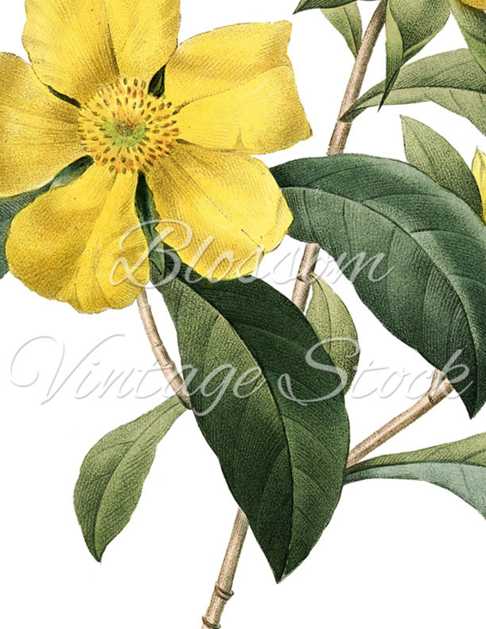 Vintage botanical Print Yellow flower print Floral wall art | Etsy