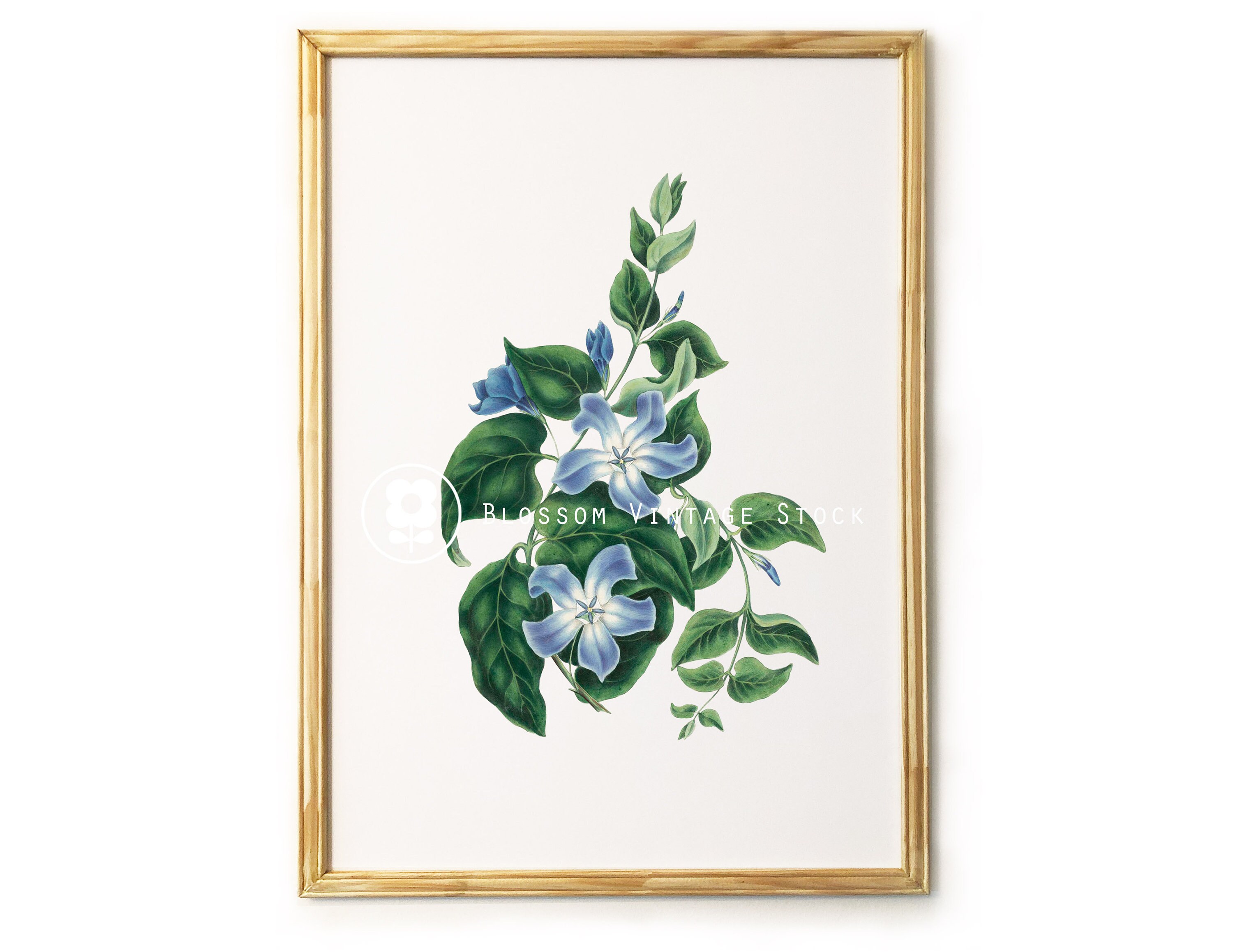 Blue Flower Vintage Botanical Prints Blue Flower Vintage | Etsy