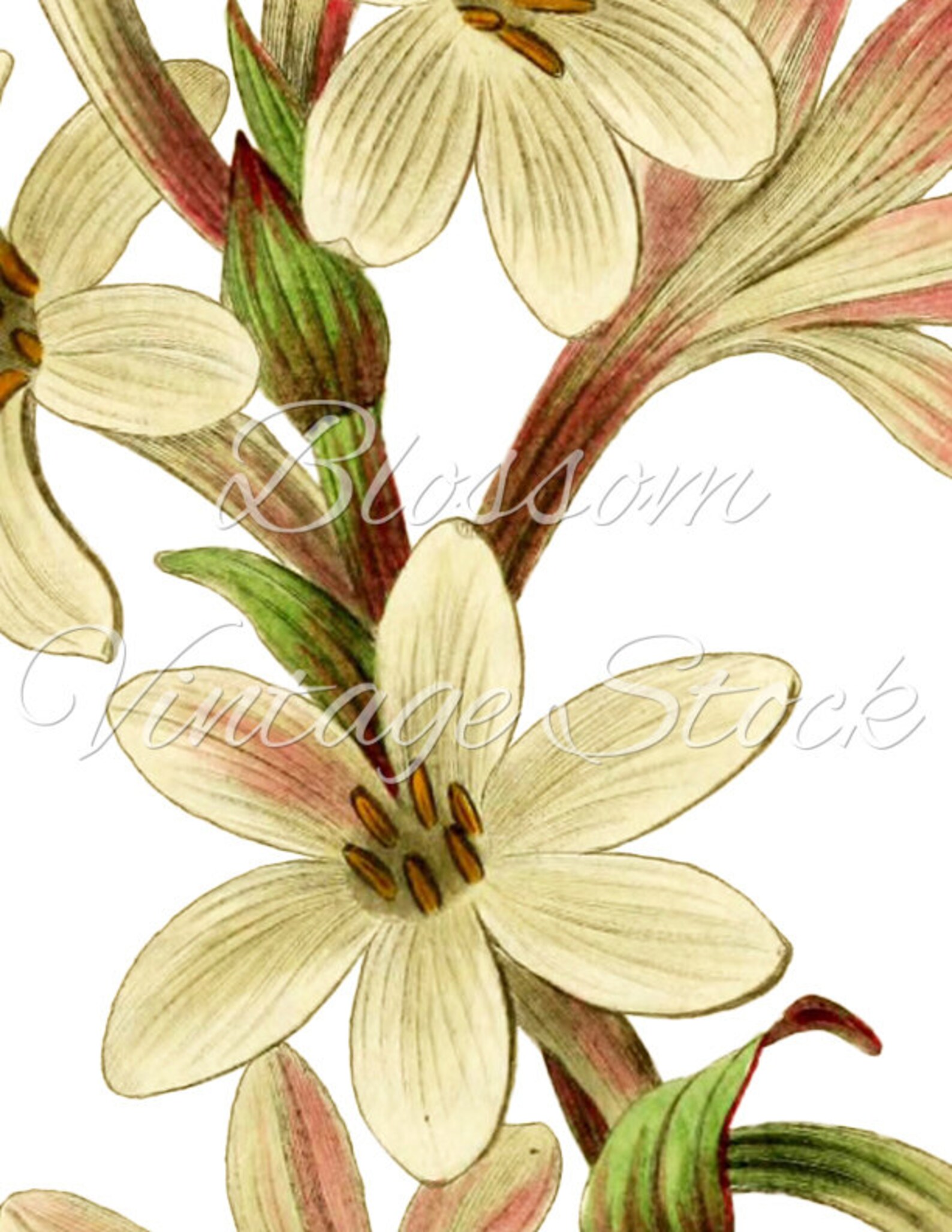 Nard Flowers Vintage Botanical Flower White Flowers | Etsy