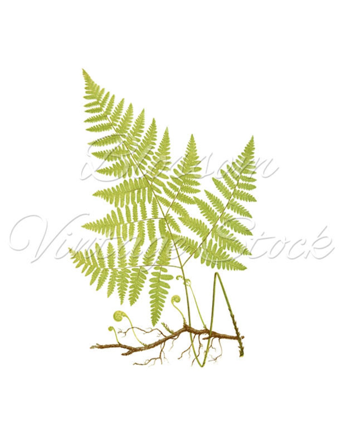 Botanical Printable Set of 8 Leaves Prints Wall Art Leaf - Etsy