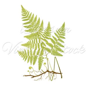 Botanical Printable Set of 8 Leaves Prints Wall Art, Leaf Illustrations ...