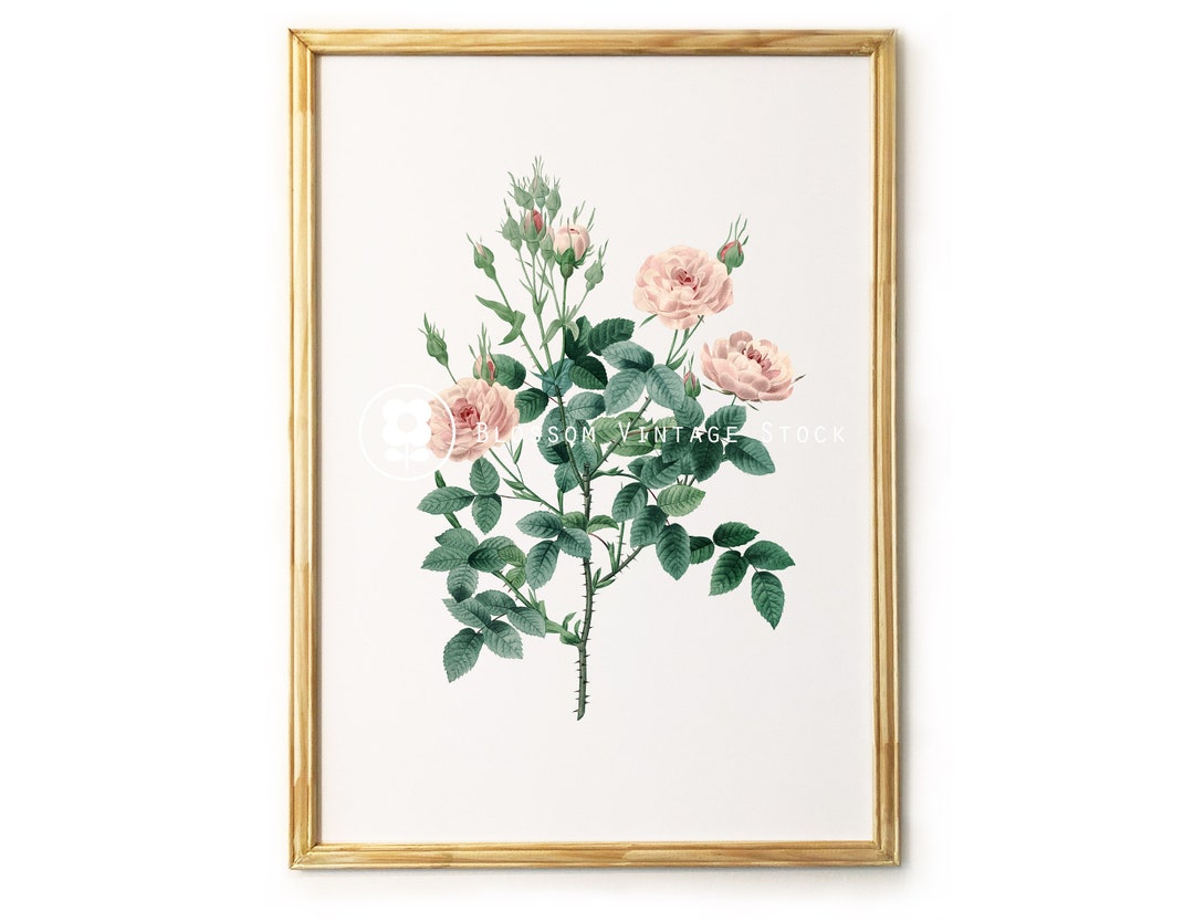 Printable Pink Rose, Illustration, Wall Art Print Pink Roses Image ...