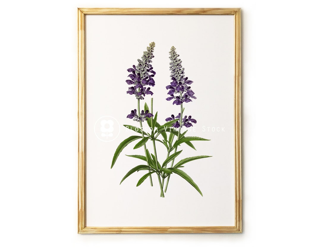 Blue Flower Botanical Print Art Botany Prints Digital - Etsy