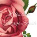 Printable Rose, Rose Art Print, Wall Art Flower Printable Antique ...