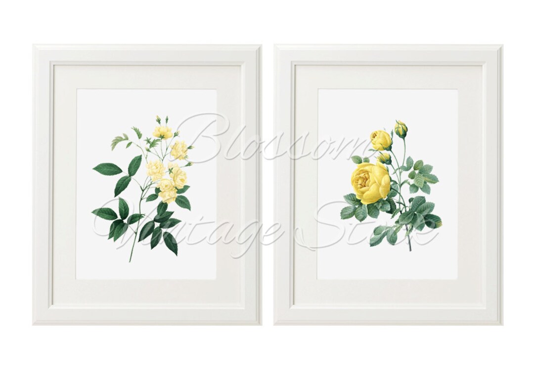 Yellow Roses Print Set, Vintage Roses Botanical Prints INSTANT DOWNLOAD ...