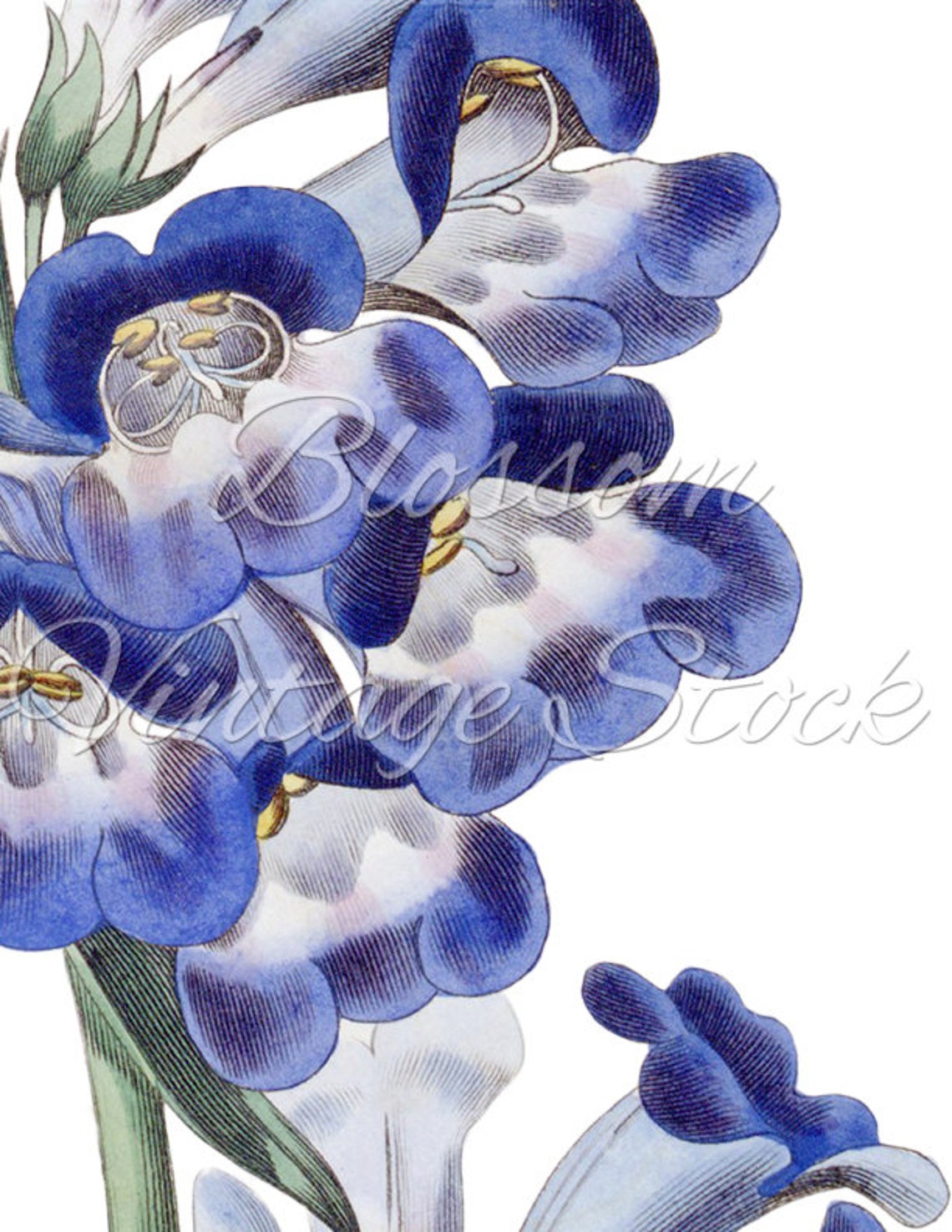 Blue Flower Botanical Printable Art Blue Vintage Digital Image | Etsy