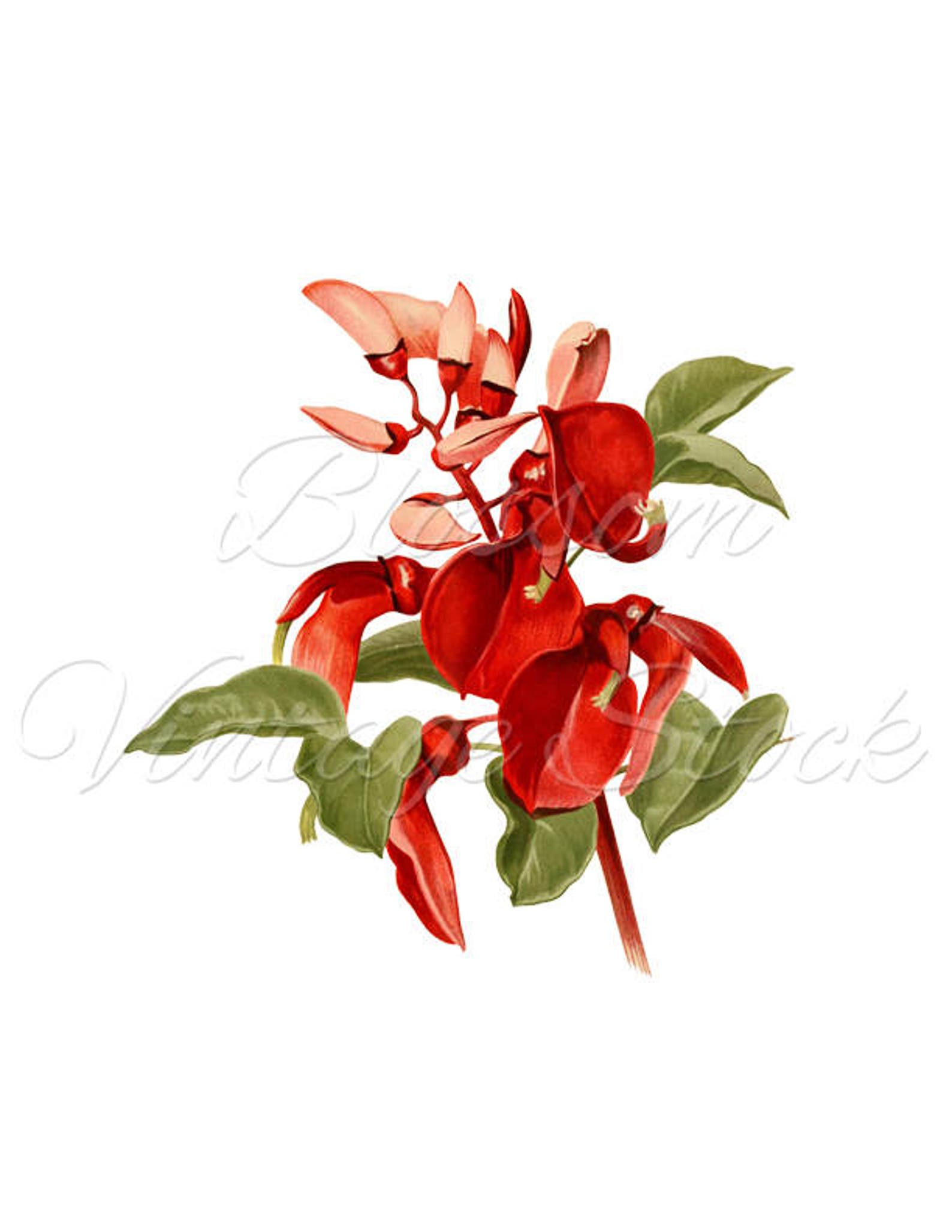 Botanical Print Red Flower Print Floral Print Vintage | Etsy