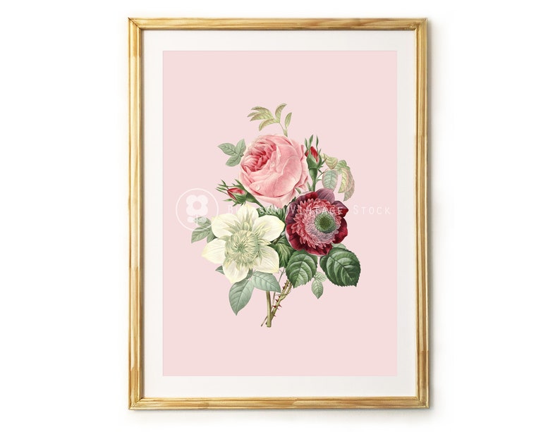 Printable Art Rose Illustration Wall Decor Vintage Flowers - Etsy