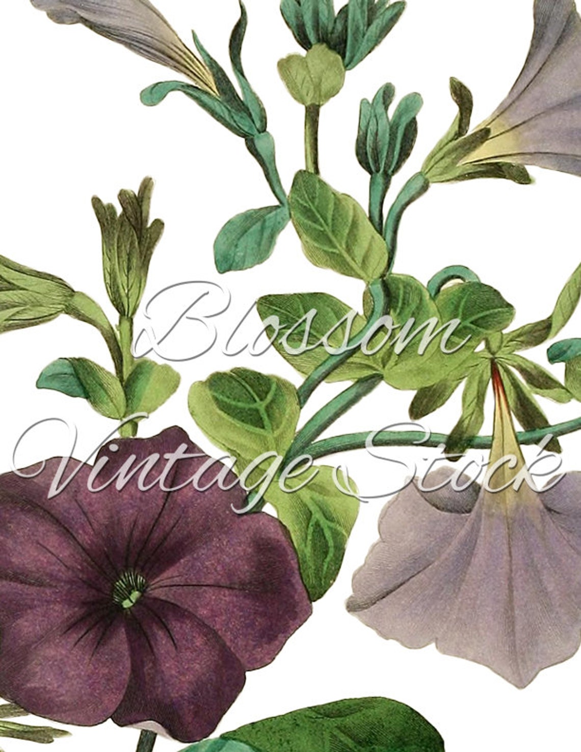 Botanical Prints Violet Flowers Botanical Art Print Digital | Etsy