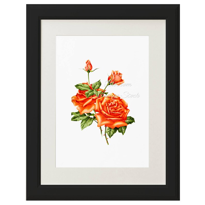 Rose Print Floral Wall Art Botanical Print Flower Dorm Wall | Etsy