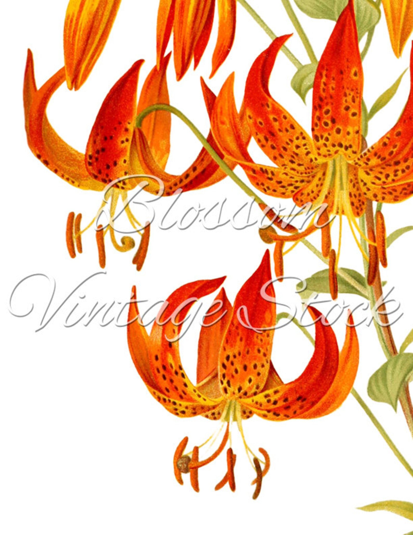 Vintage Flower print Orange flower print vintage botanical | Etsy