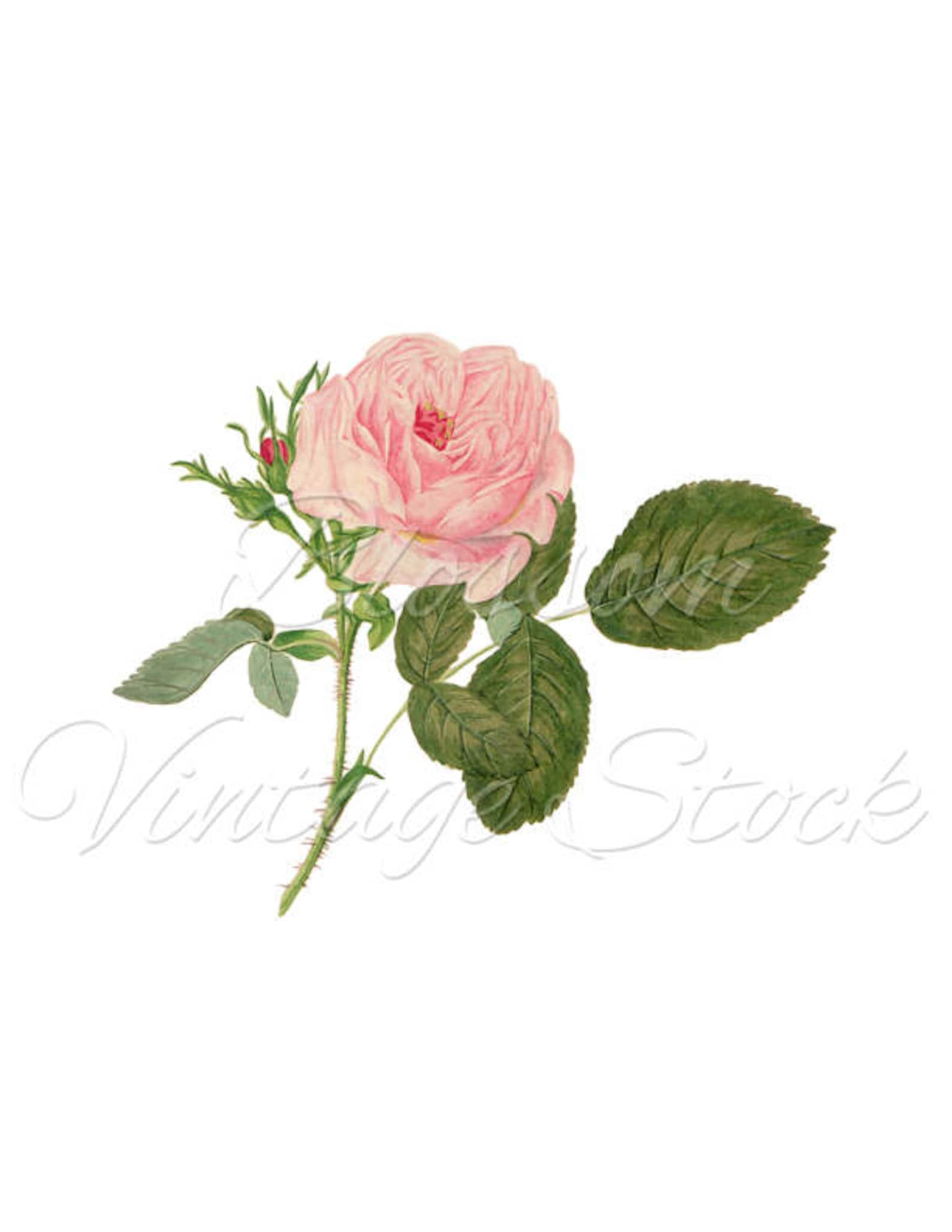 Pink Rose Print Wall Art Botanical Printable Art Vintage - Etsy