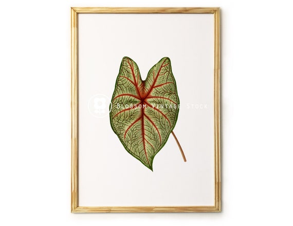 Leaf Botanical Print Botanical Printable Wall art Leaf | Etsy