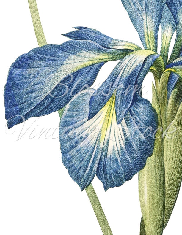 Blue Flower Vintage Botanical Prints Blue Flower Botanical | Etsy