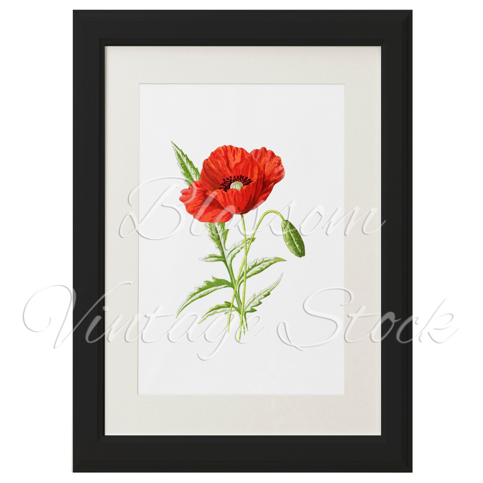 Red Flower Print Poppy Floral Print Vintage Flower Print | Etsy