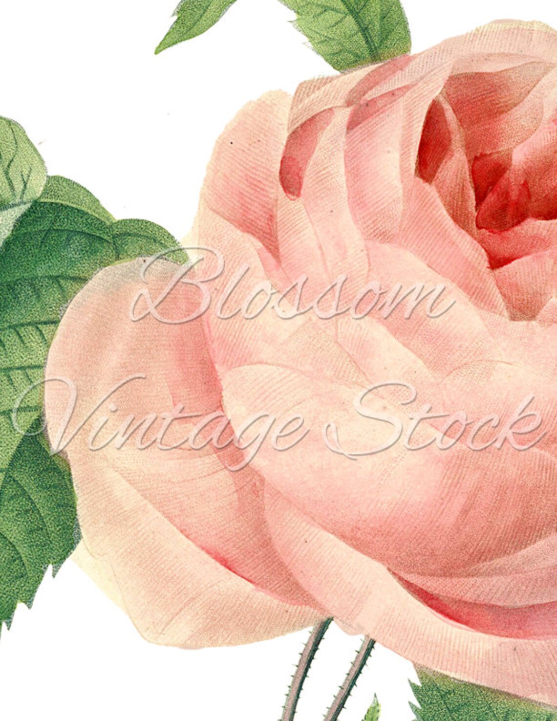 Printable Art Shabby Chic Rose Pink Flower Wall Art Print | Etsy