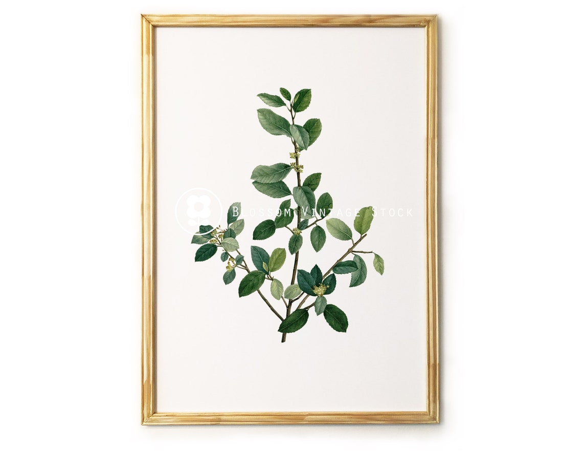 Botanical Plant Print Vintage Art Illustration Leaves Print | Etsy