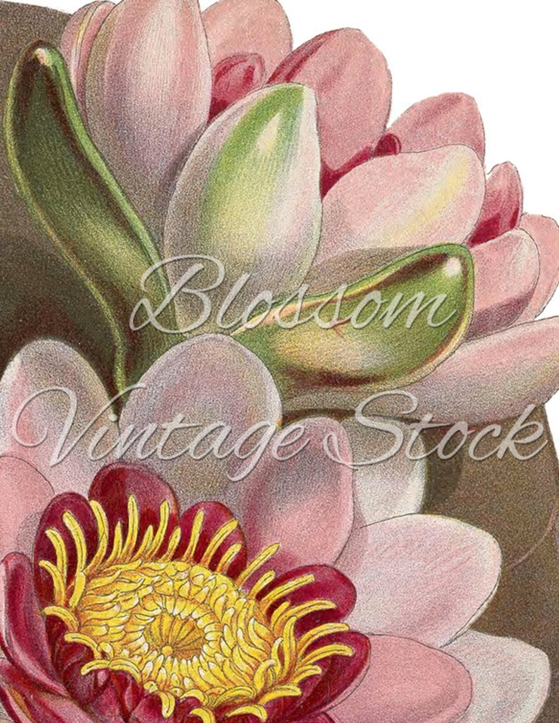 Botanical Print Lotus Flower Vintage Print Printable | Etsy