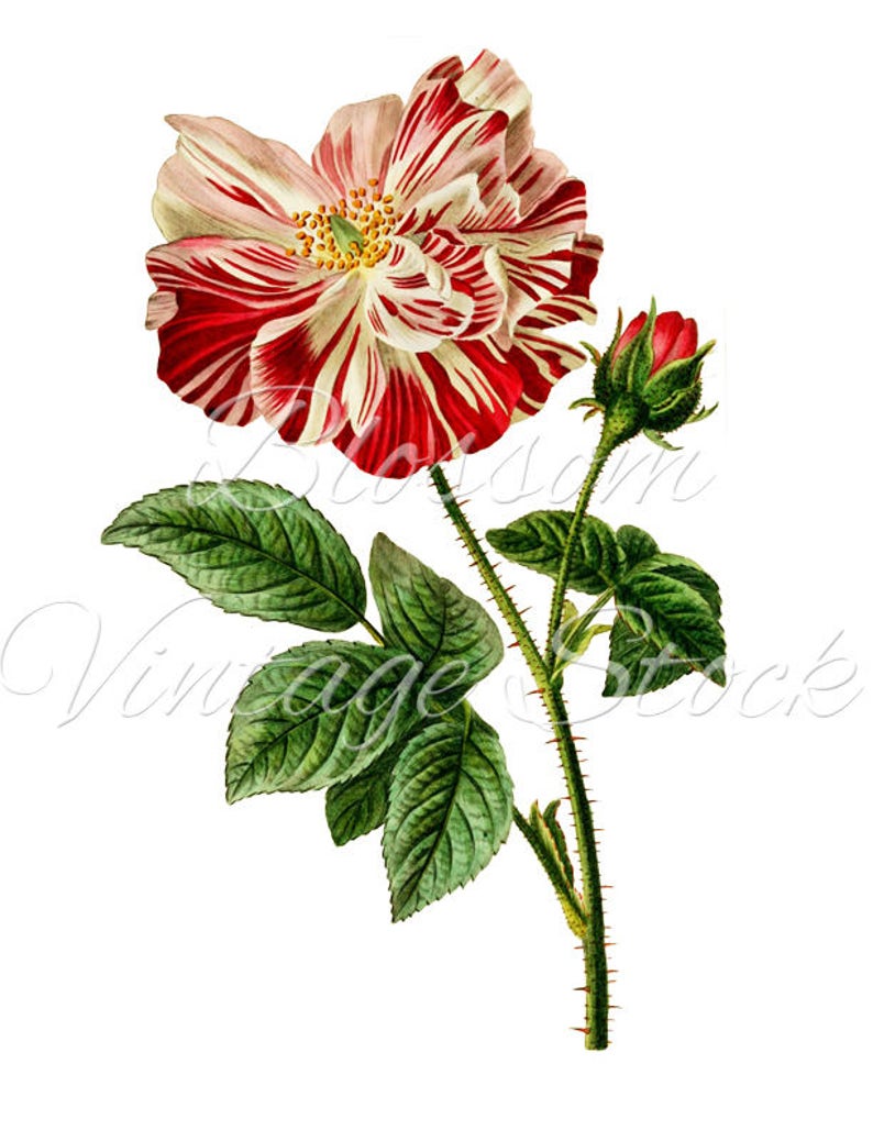 Vintage Botanical Flower Rose Red Roses Prints Botanical | Etsy