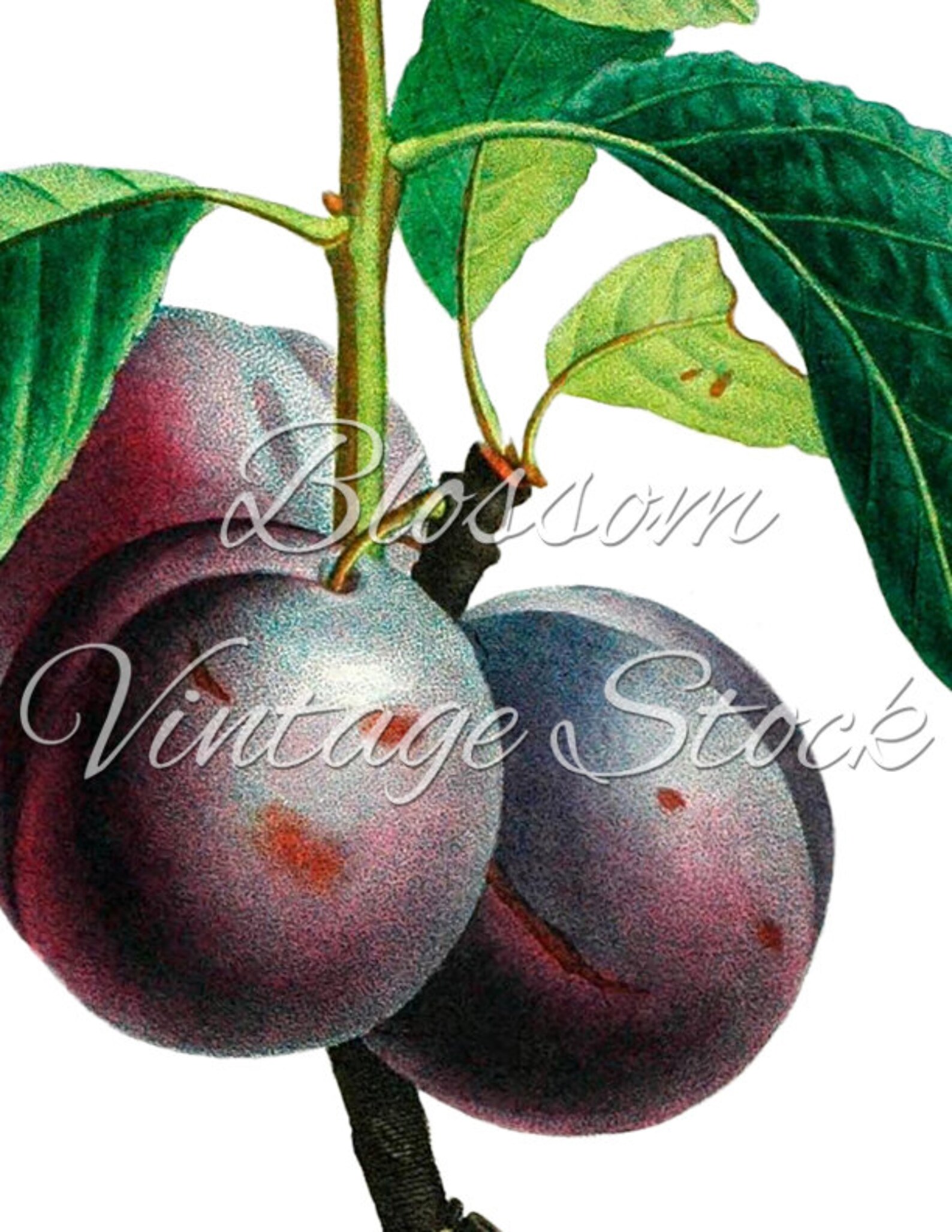 Plum Print Wall Art Printable Plum Illustration Vintage | Etsy
