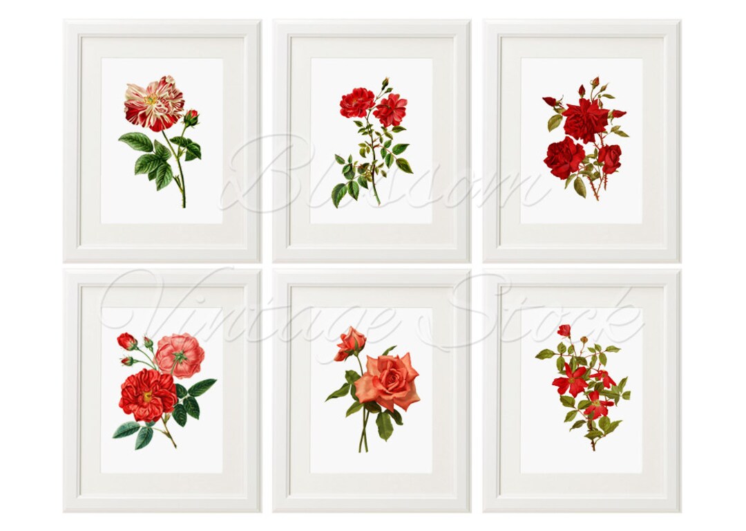 Vintage Botanical Flower Rose Red Roses Prints Botanical - Etsy