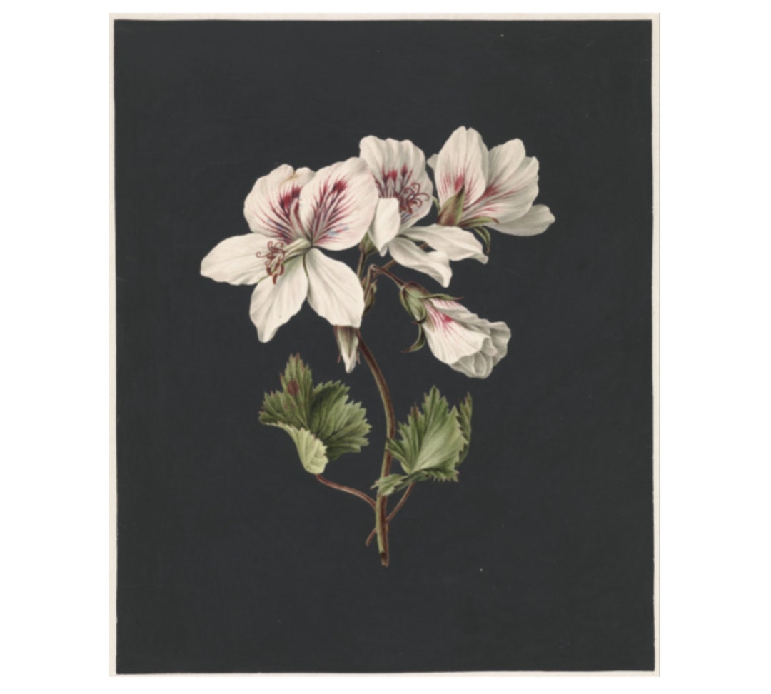 Pink Geraniums - Instant Digital Download, Vintage Antique Botanical ...