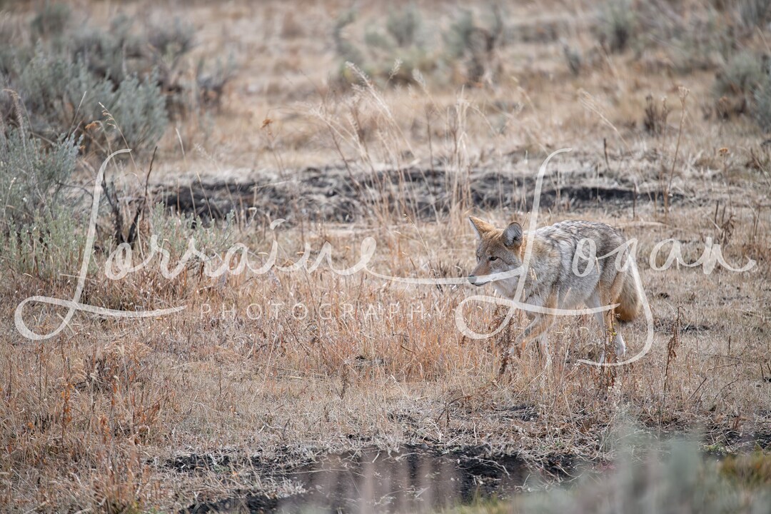 Royalty Free Reference Image for Artists: A Coyote Blends in With the ...