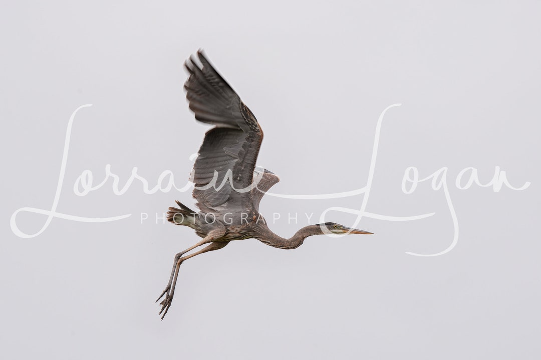 Royalty Free Reference Image for Artists: Great Blue Heron in Flight ...