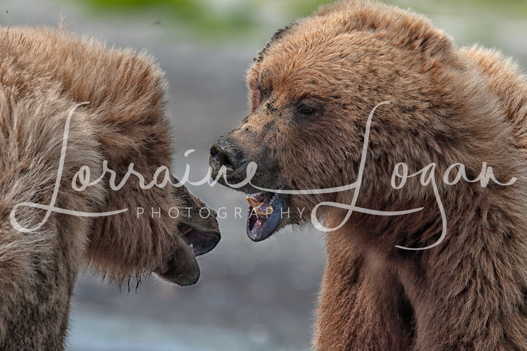 Royalty Free Reference Image for Artists: Close up of Two Fighting ...