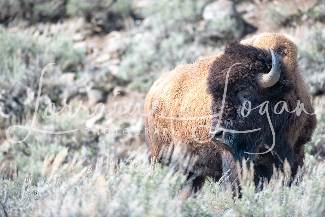 Royalty Free Reference Image for Artists: American Bison Guarding the ...