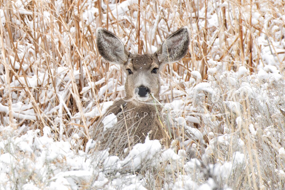 Royalty Free Reference Image for Artists: A Mule Deer Eating Snow ...