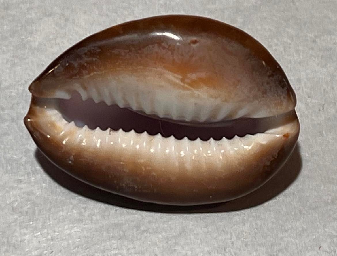 Vintage Carved Sea Shell Set of 4 - Etsy