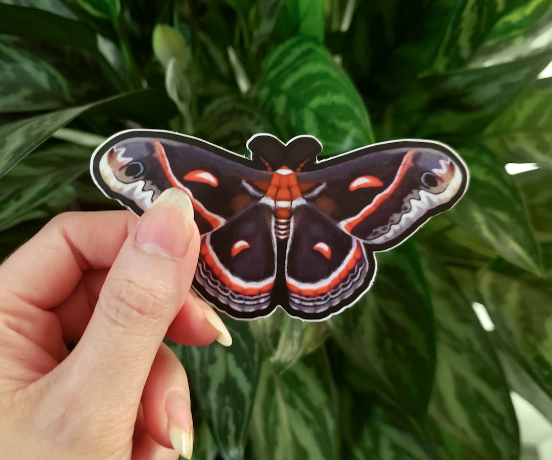Vinyl Sticker - Cecropia Moth Decal - Etsy